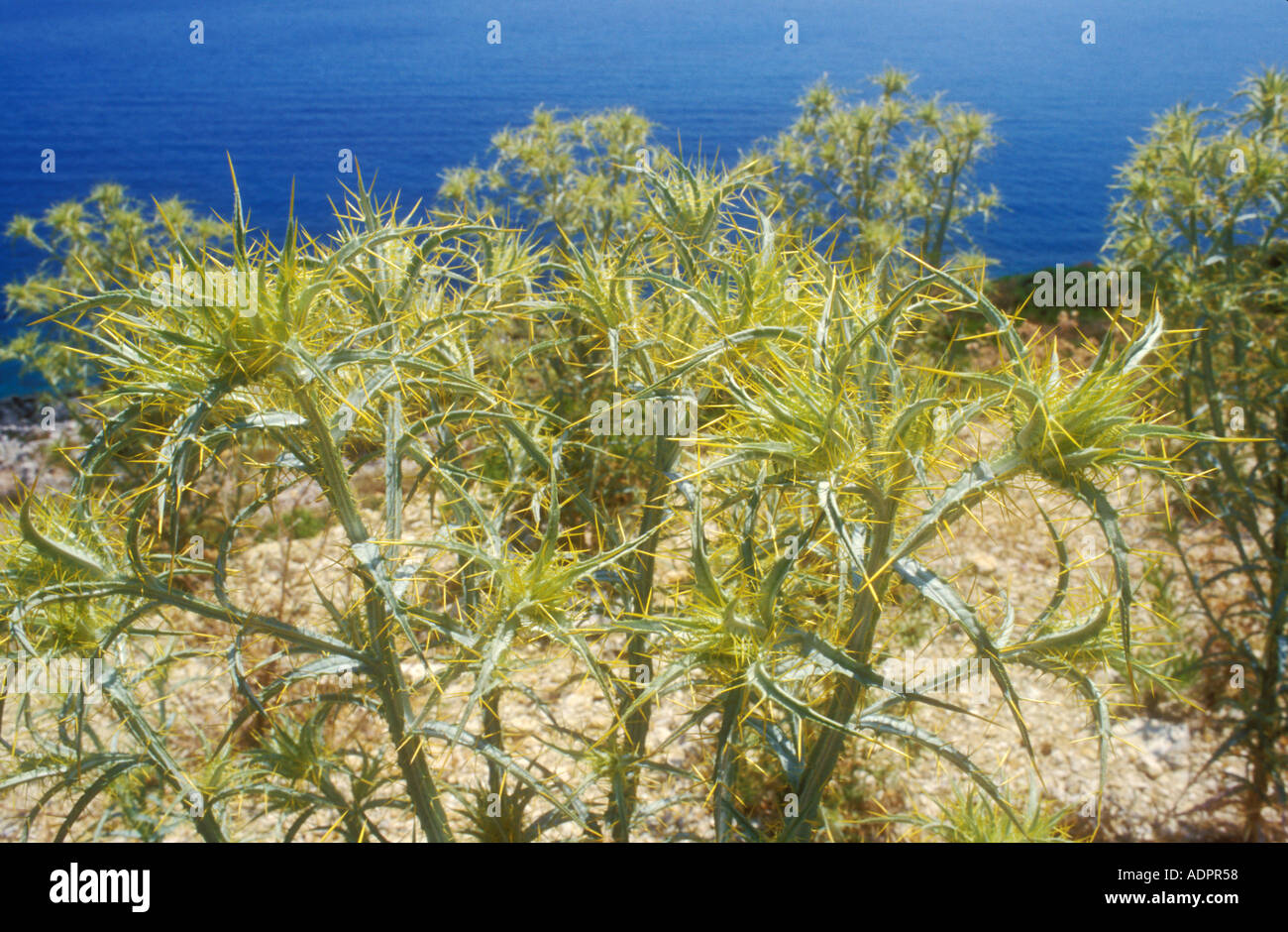 Picnomon Acarna High Resolution Stock Photography and Images - Alamy