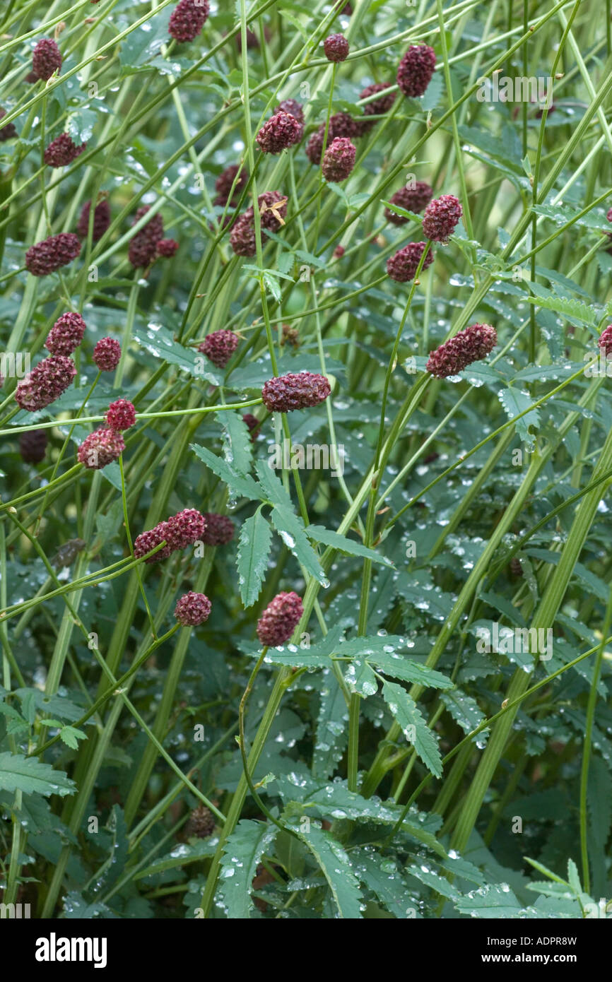 Great burnet, Sanguisorba officinalis, In floodplain meadows in UK ...