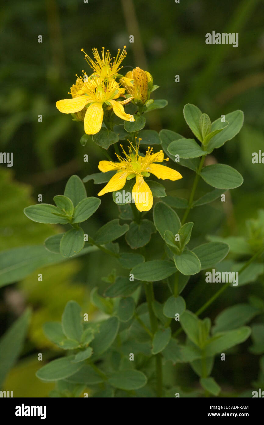 Imperforate St John s wort, Hypericum maculatum, Devon Stock Photo - Alamy