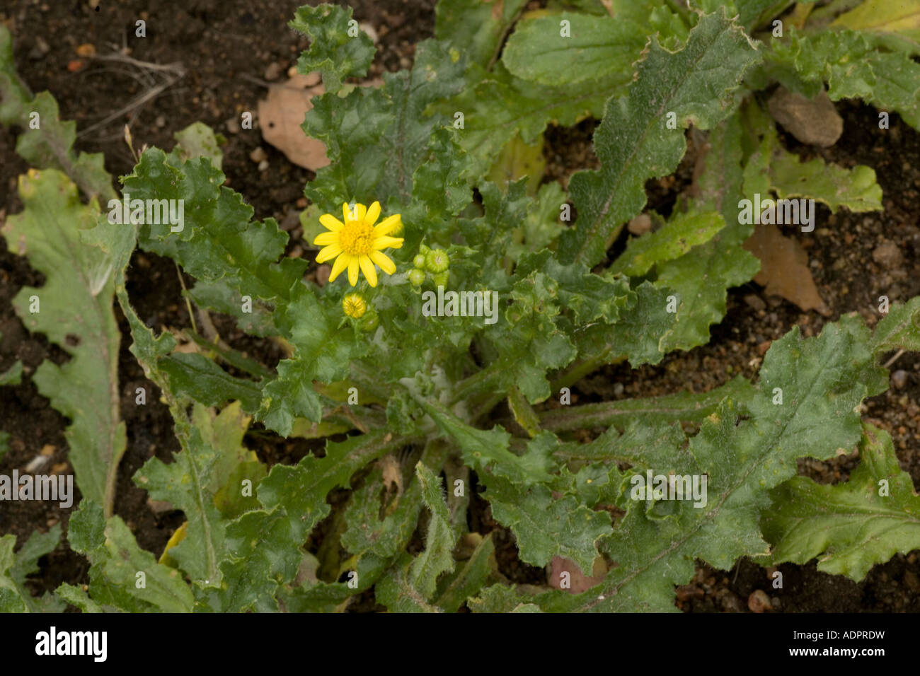 Eastern groundsel, Senecio vernalis, from SE Europe Stock Photo - Alamy