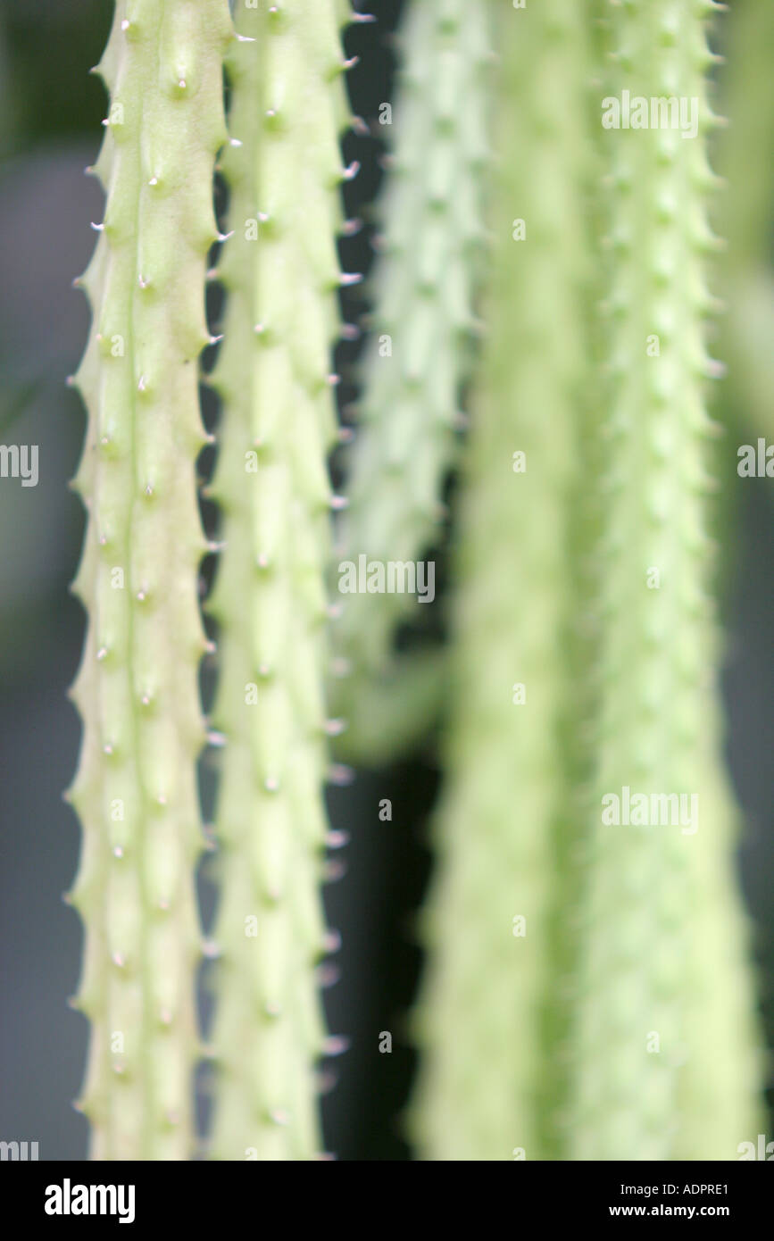 Florida, tropical plant, flora, growing, life, narrow focus Stock Photo ...