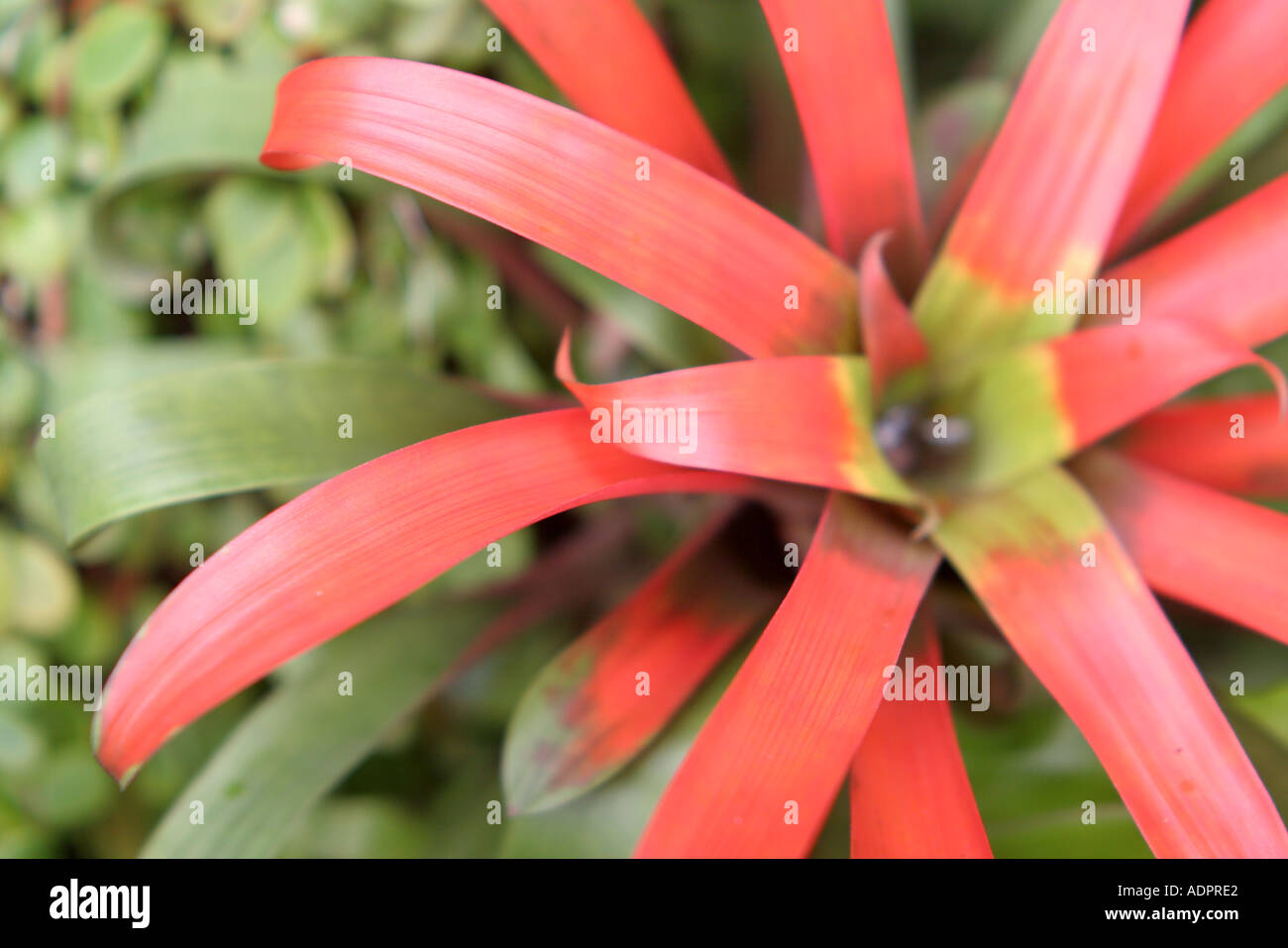 Florida, tropical plant, flora, growing, life, red, bromeliad Stock ...
