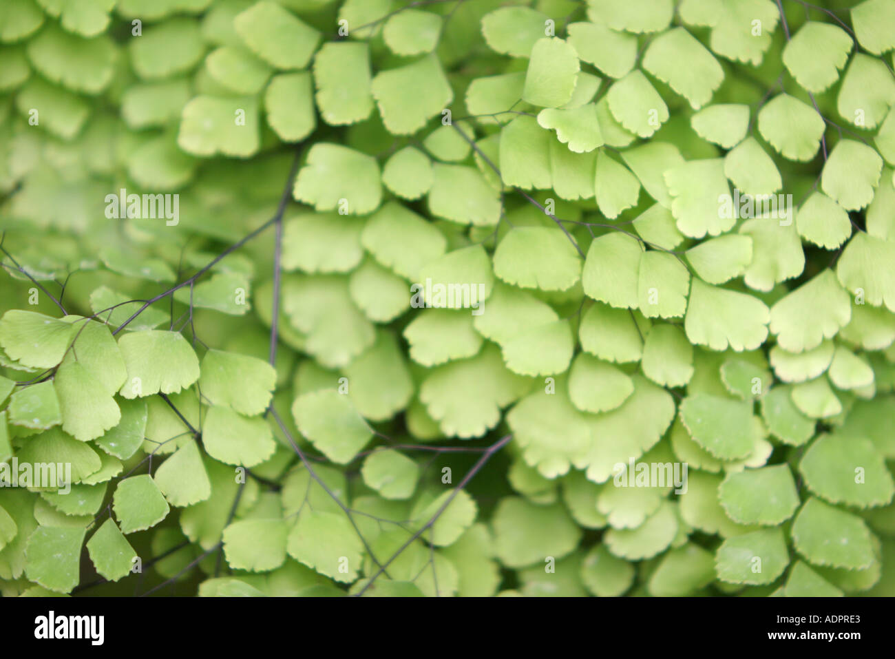 Florida, tropical plant, flora, growing, life, green leafs Stock Photo ...