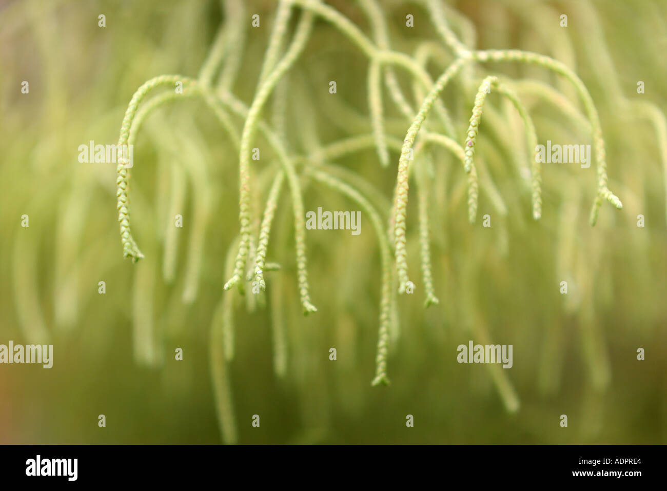 Florida, tropical plant, flora, growing, life, green, narrow focus ...