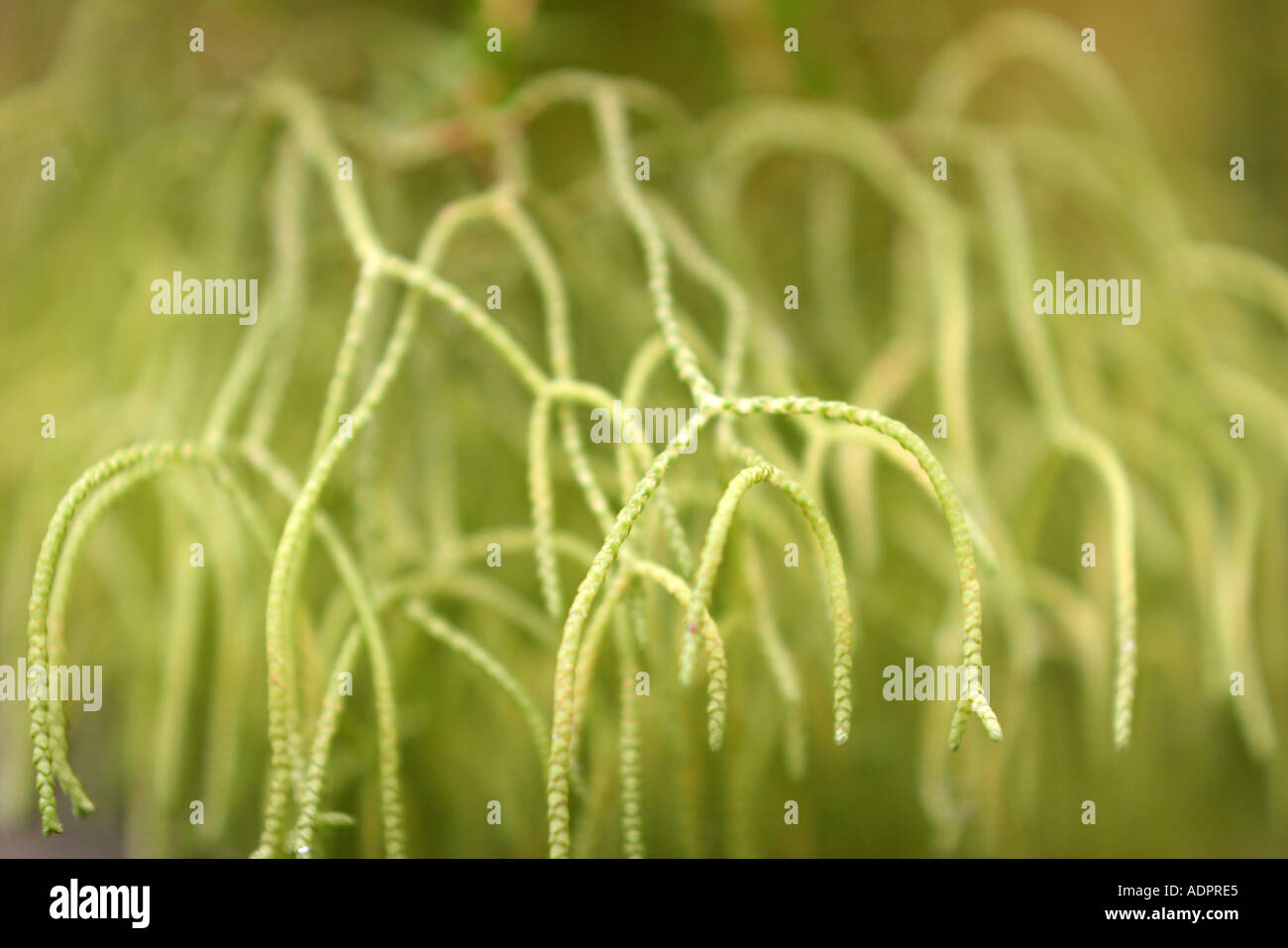 Florida, tropical plant, flora, growing, life, green, narrow focus ...