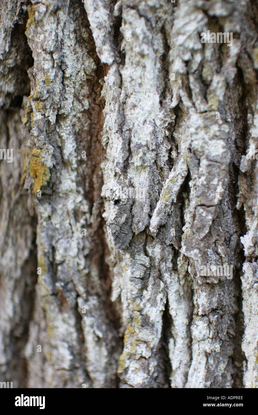 Florida, tropical flora, growing, life, tree trunk, bark, wood ...