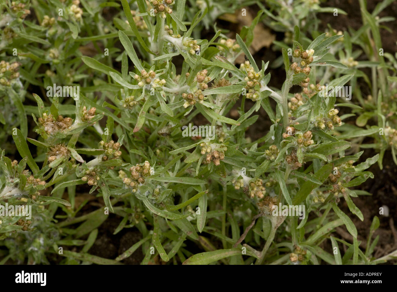 Marsh cudweed hi-res stock photography and images - Alamy