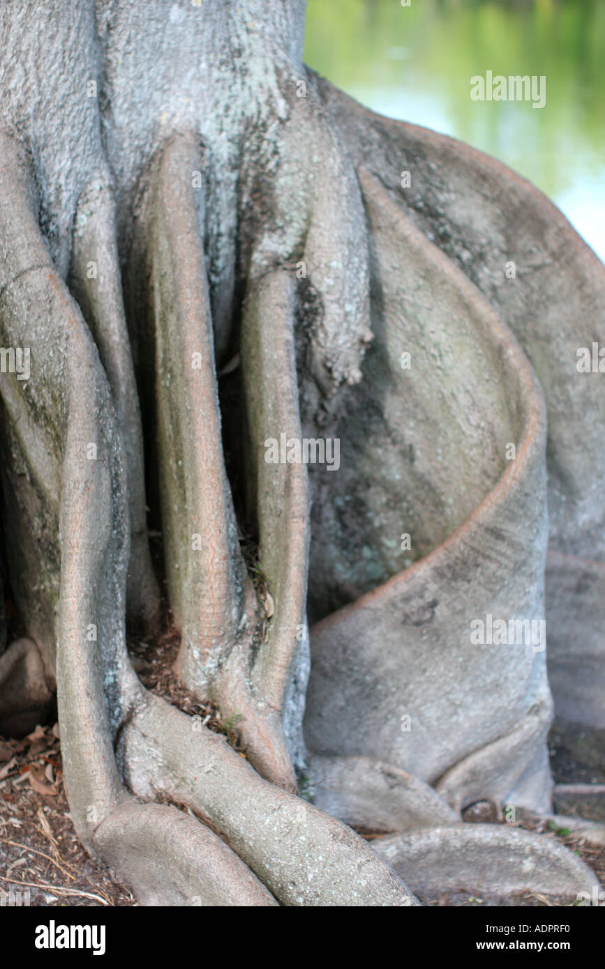 Florida, tropical plant, flora, growing, life, ficus tree trunk Stock ...