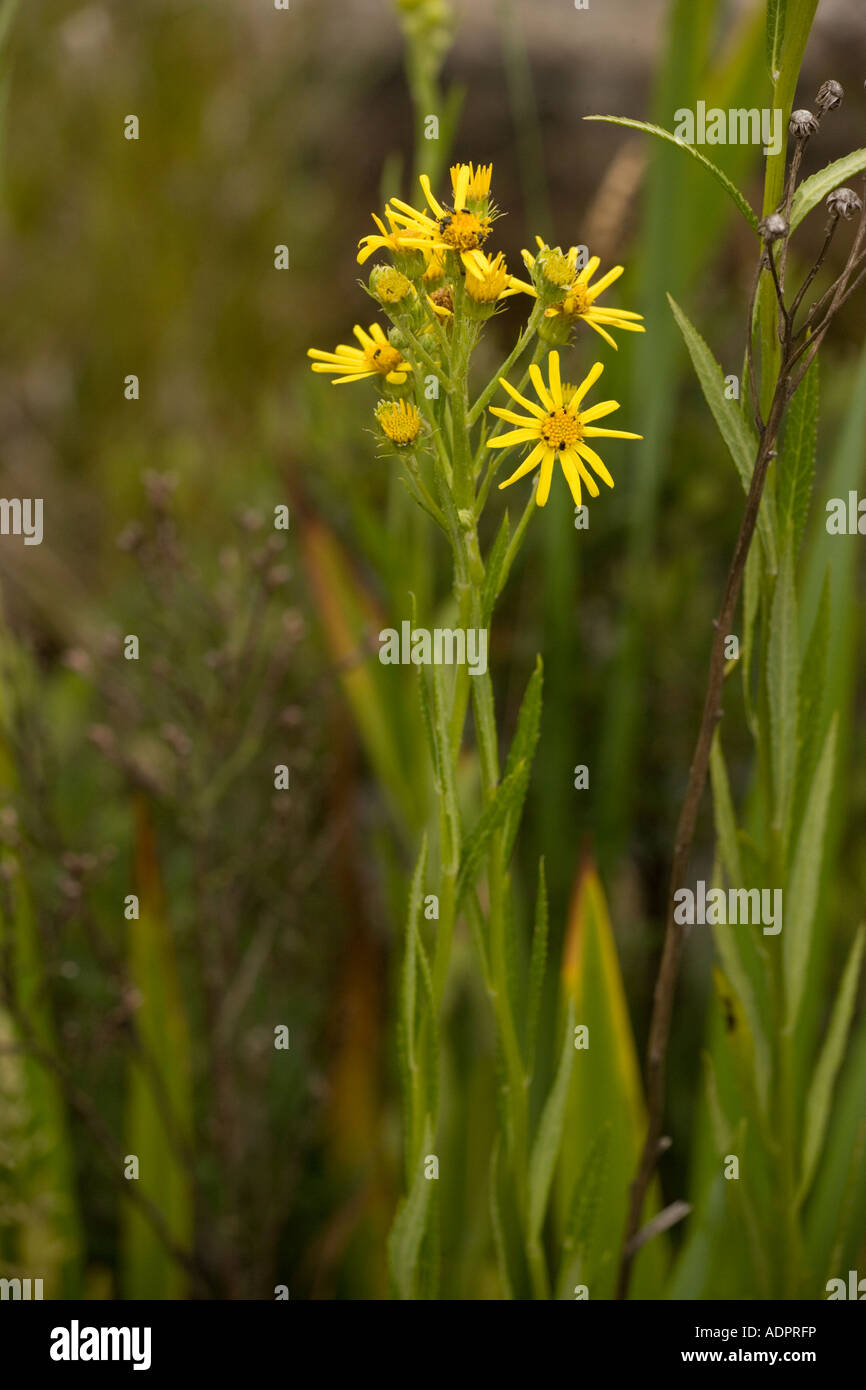Rare ragwort plant hi-res stock photography and images - Alamy