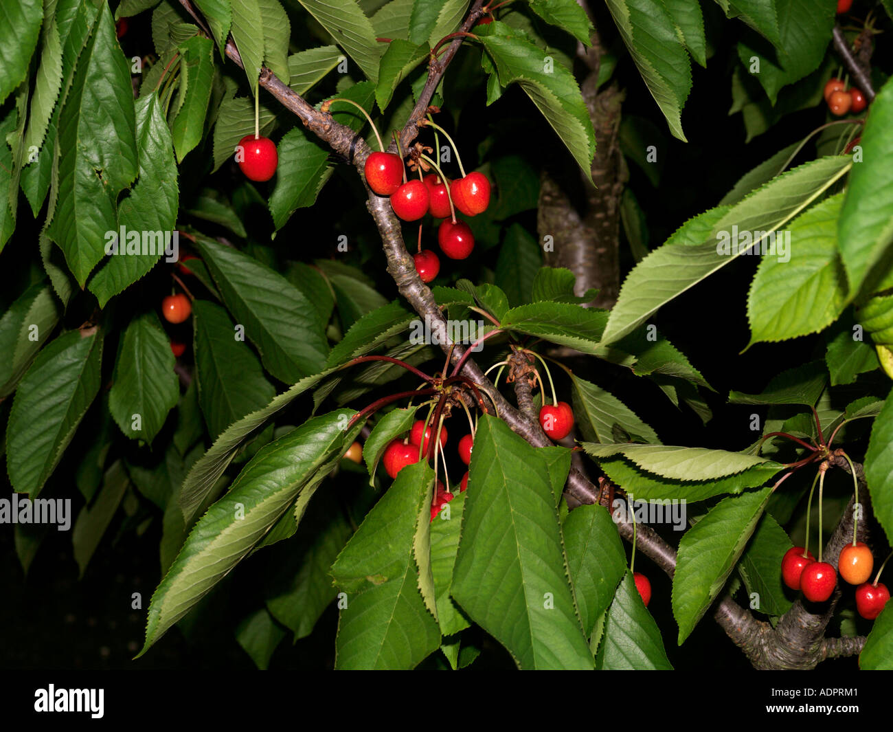 Red Cherries on Cherry Tree Stock Photo - Alamy