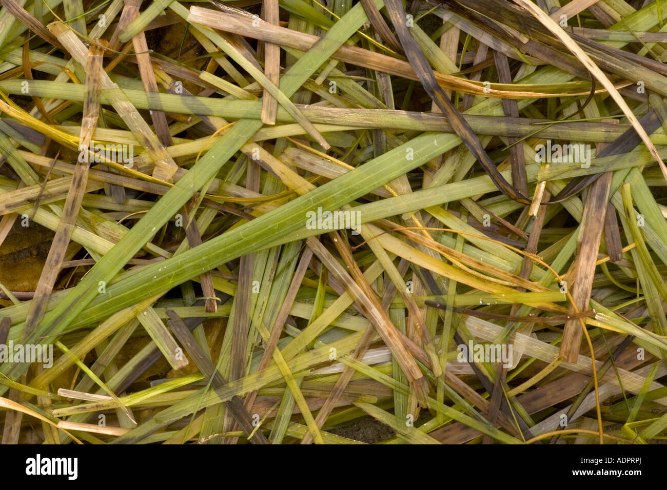 Common eelgrass, Zostera marina, close-up, Hampshire, England, UK Stock ...