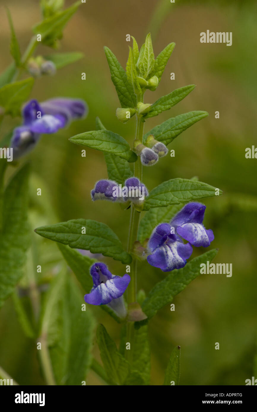 Skullcap plant hi-res stock photography and images - Alamy
