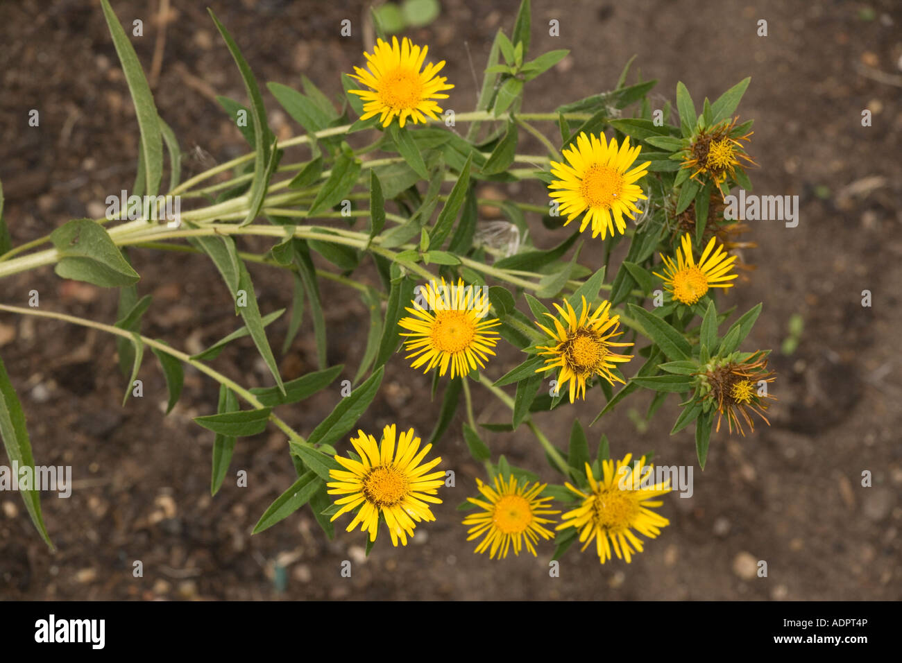 Inula salicina hi-res stock photography and images - Alamy