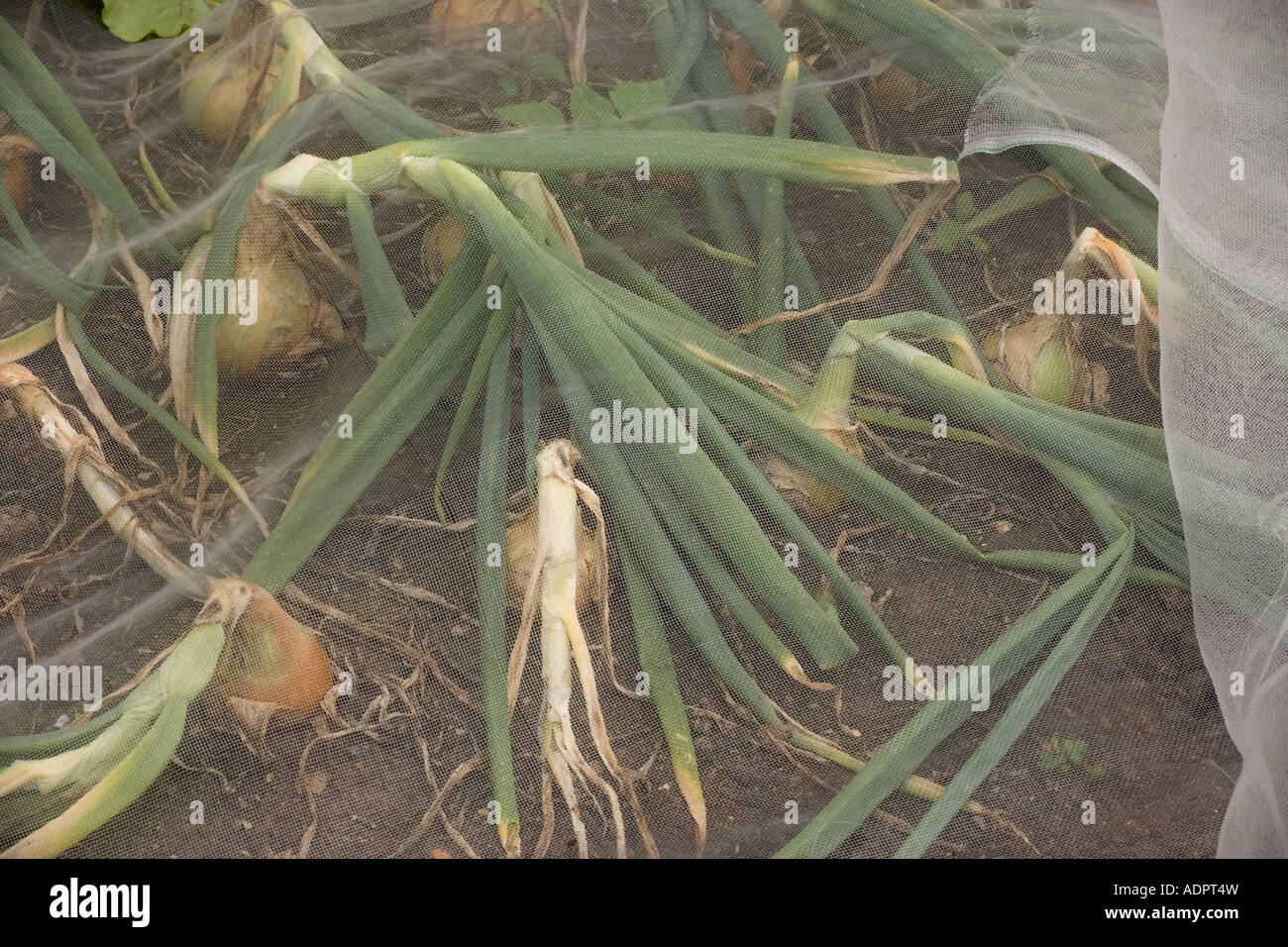 Sturon onions protected from pests by fine gauze Organic gardening ...