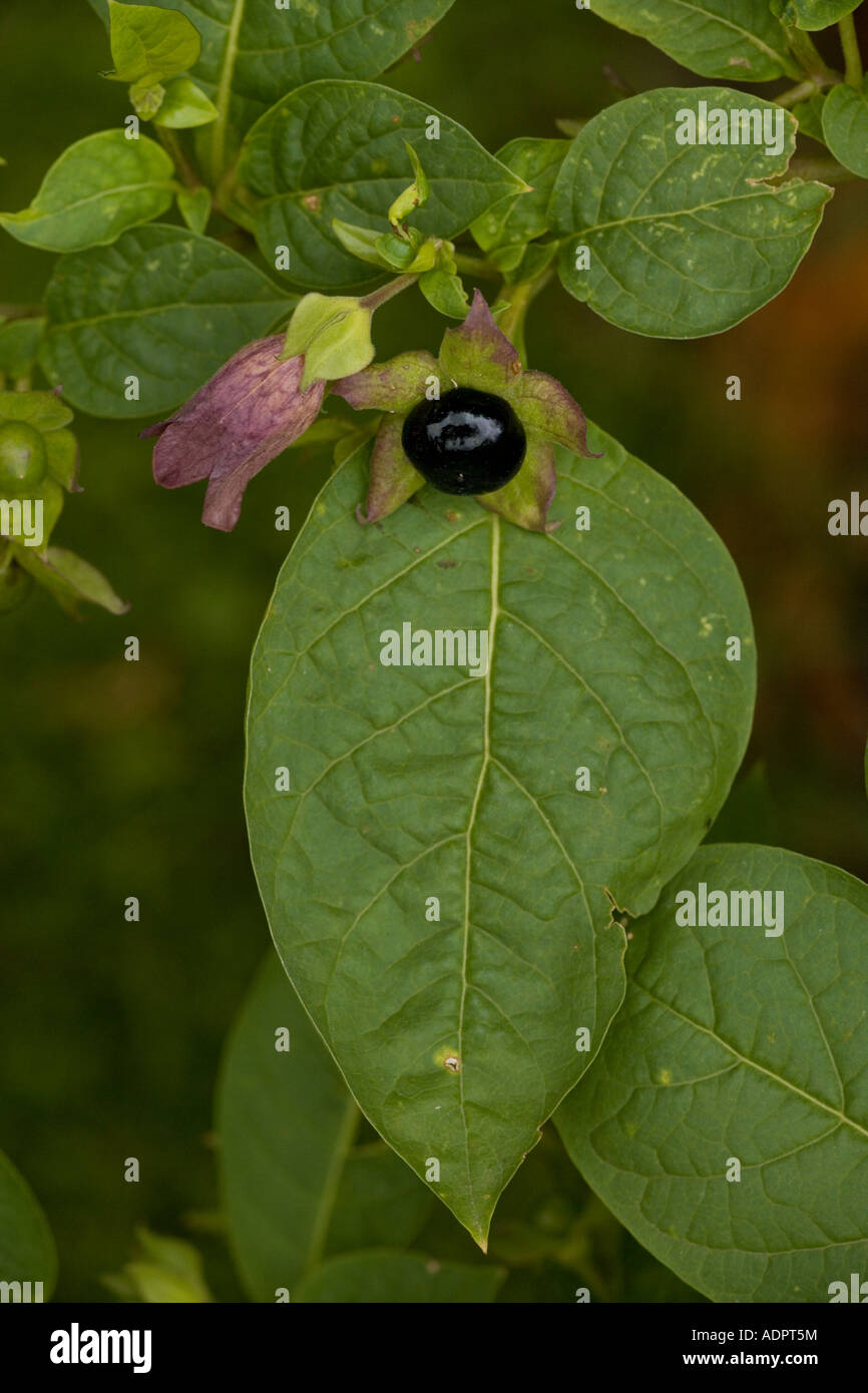 Deadly nightshade, Atropa belladonna, poisonous plant Hants Stock Photo ...