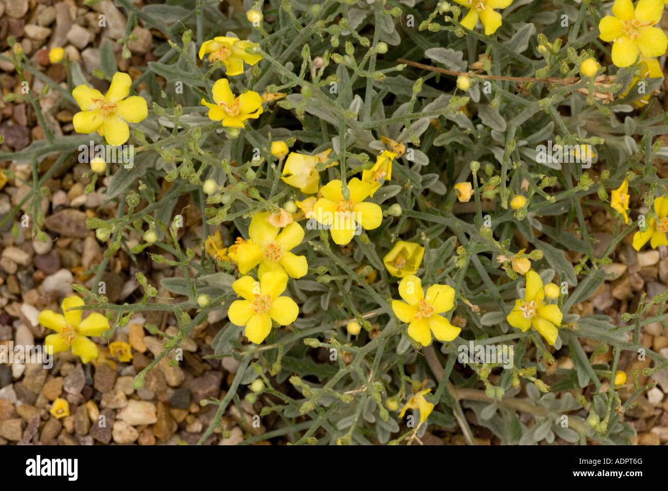 Greek mullein hi-res stock photography and images - Alamy