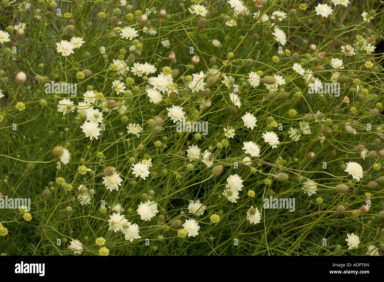 Yellow scabious, Scabiosa ochroleuca EAST EUROPE Stock Photo - Alamy