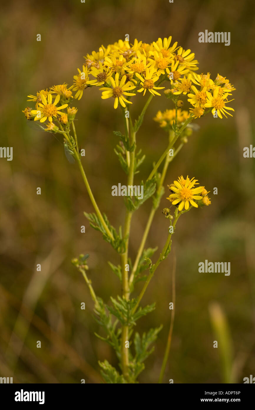 Hoary ragwort, Senecio erucifolius, on limestone grassland Dorset Stock ...