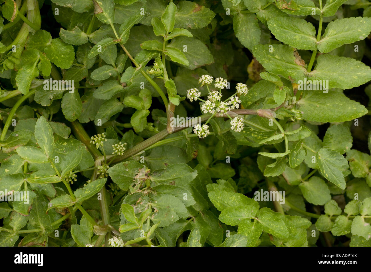 Water fools hi-res stock photography and images - Alamy