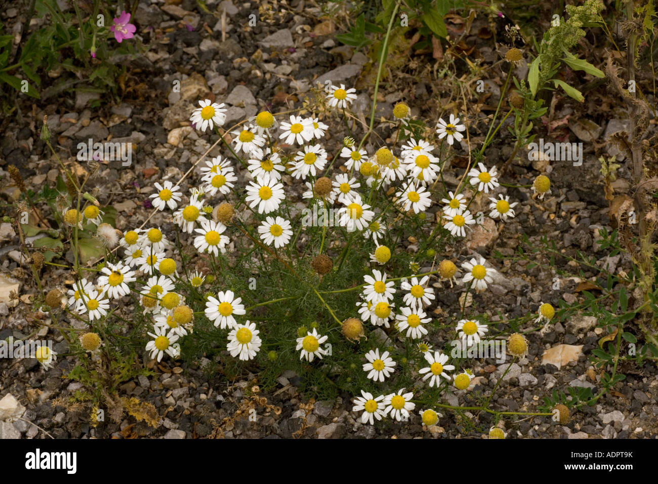 Scentless mayweed, Tripleurospermum inodorum, Matricaria perforata ...