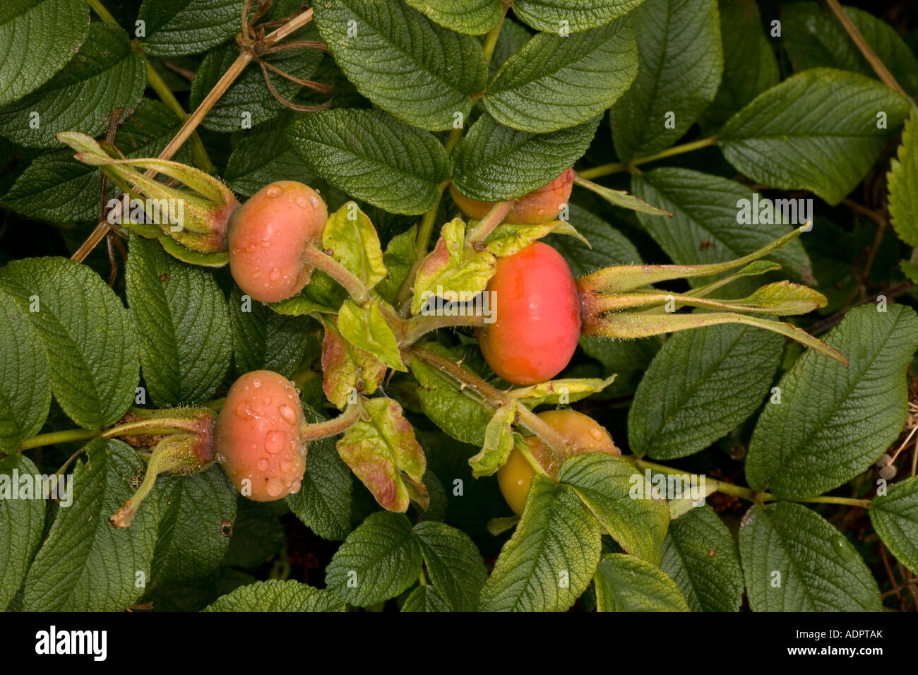 Japanese rose, Rosa rugosa, in fruit hips Stock Photo - Alamy