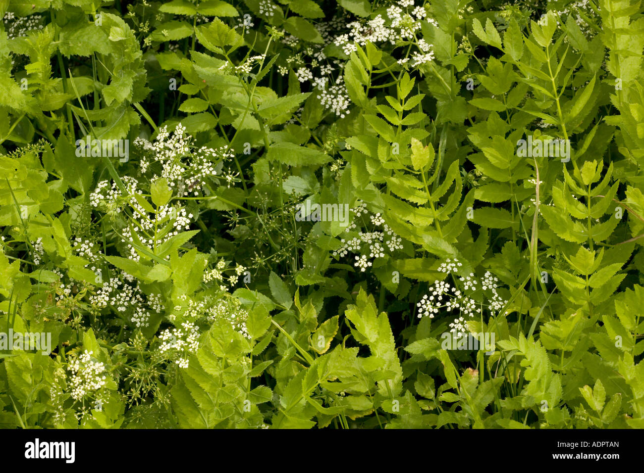 Lesser water parsnip, Berula erecta in River Stour Dorset Stock Photo ...