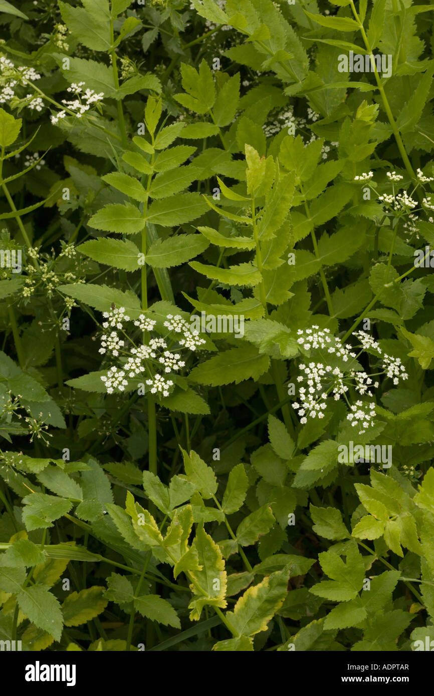 Lesser water parsnip Berula erecta in River Stour Dorset Stock Photo ...