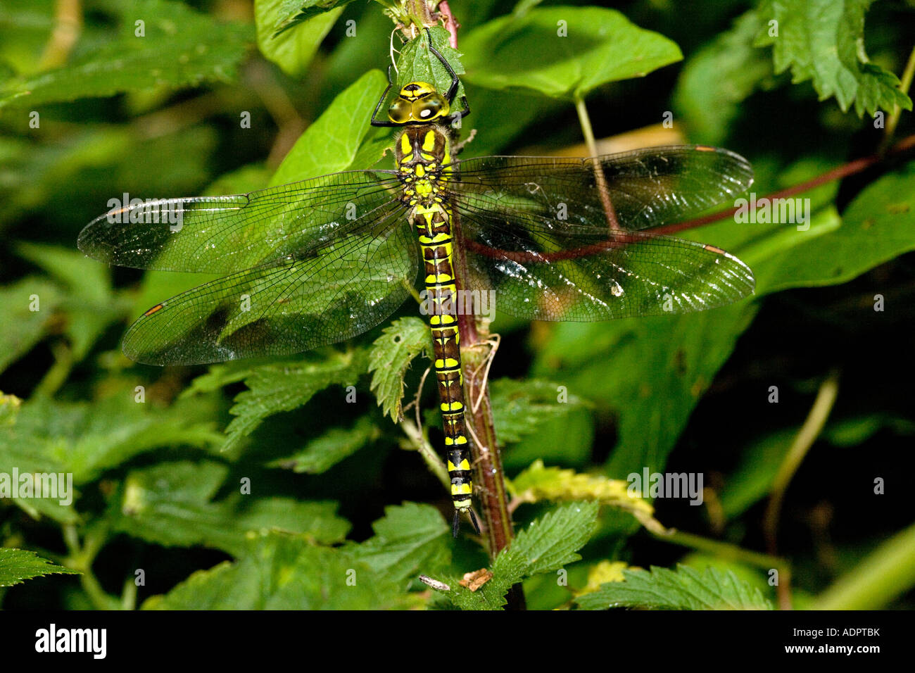 Female Southern Hawker, Aeshna cyanea Somerset Levels Stock Photo - Alamy