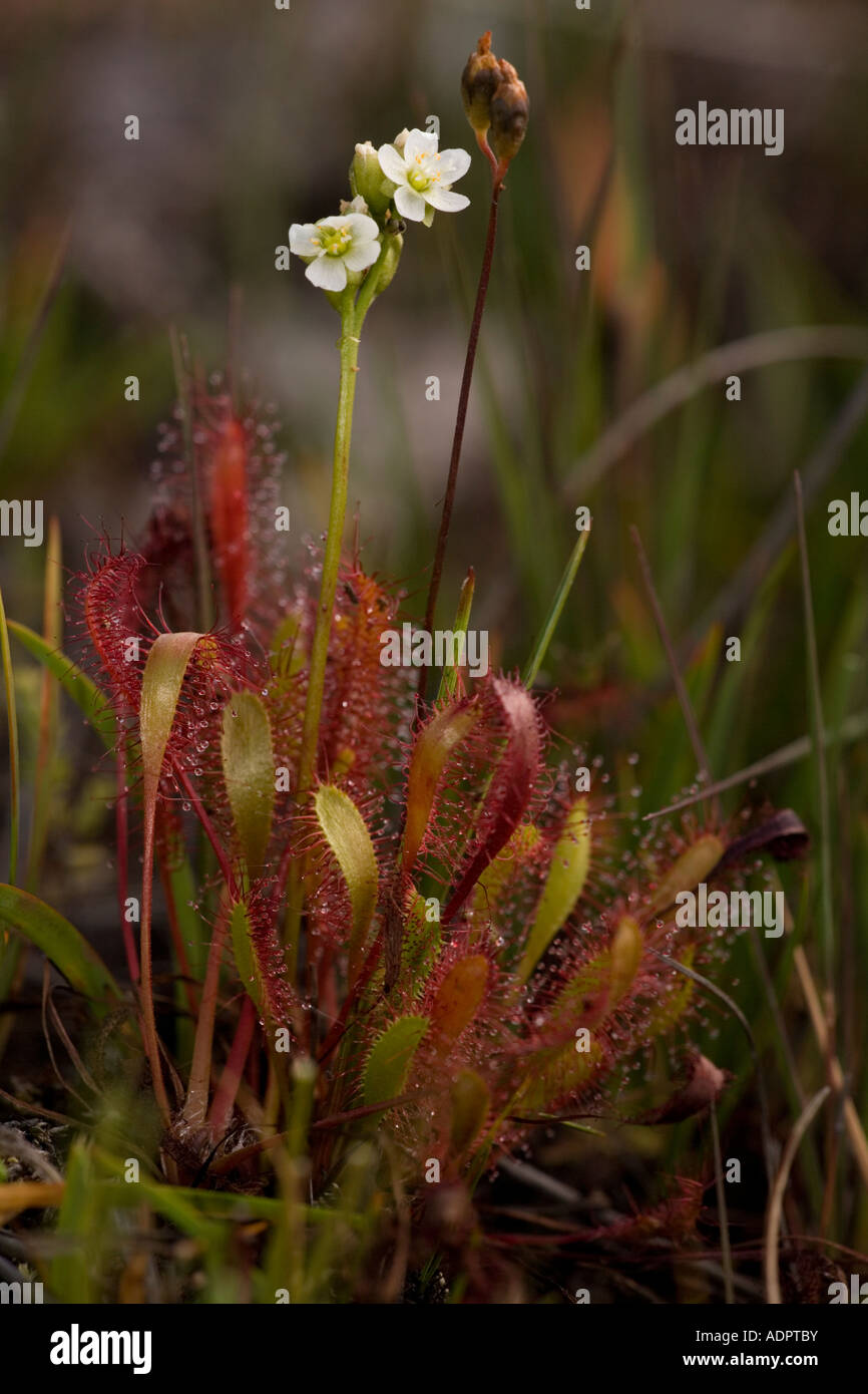 Stickily hairy hi-res stock photography and images - Alamy