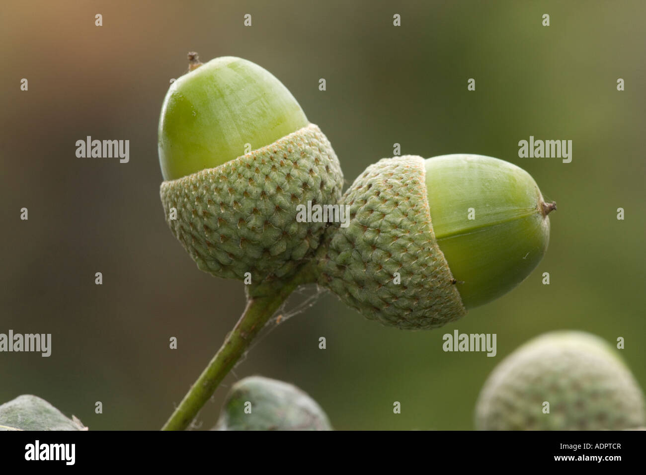 Acorns of English oak (Quercus robur) close-up, Dorset, England, UK ...