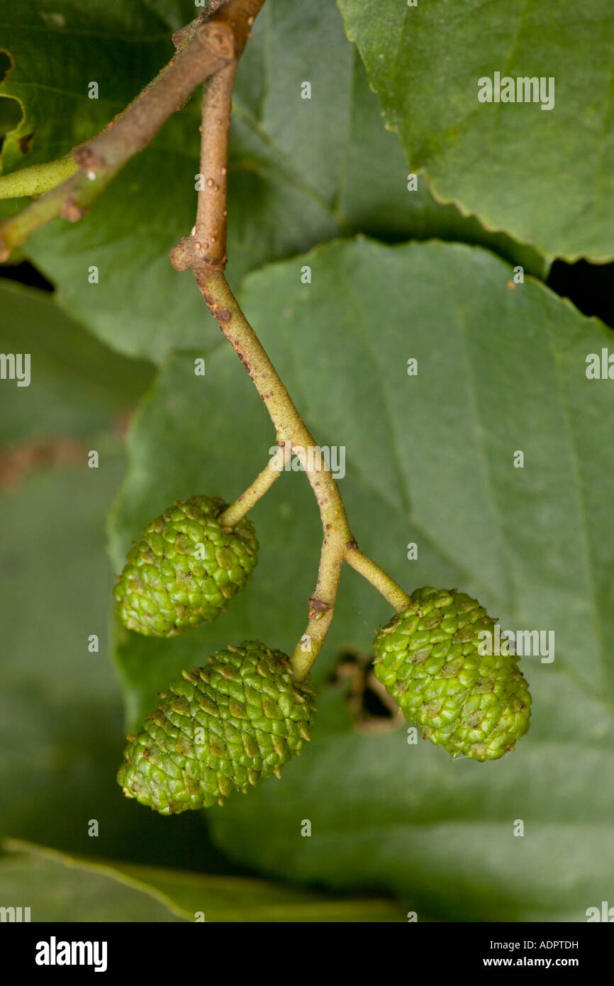 Alder female flower hi-res stock photography and images - Alamy