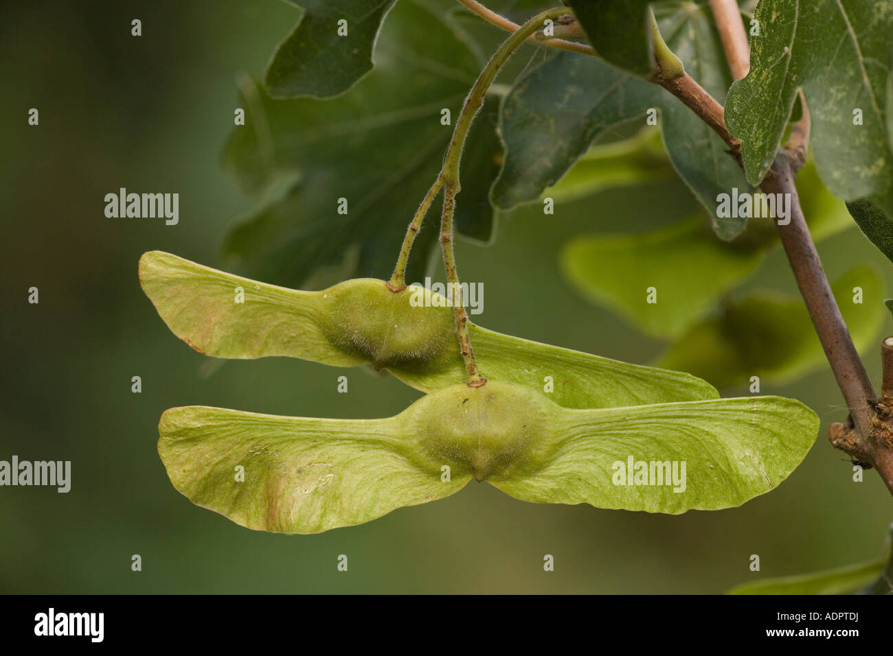 Field maple in fruit with helicopter fruits Acer campestre or Acer ...