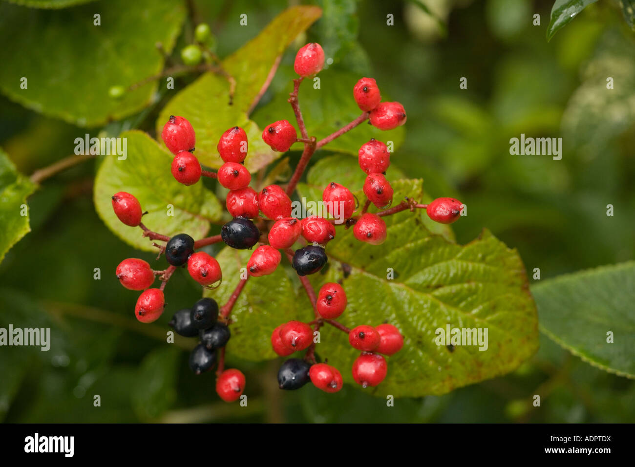Wayfaring tree, in fruit, Viburnum lantana Stock Photo - Alamy