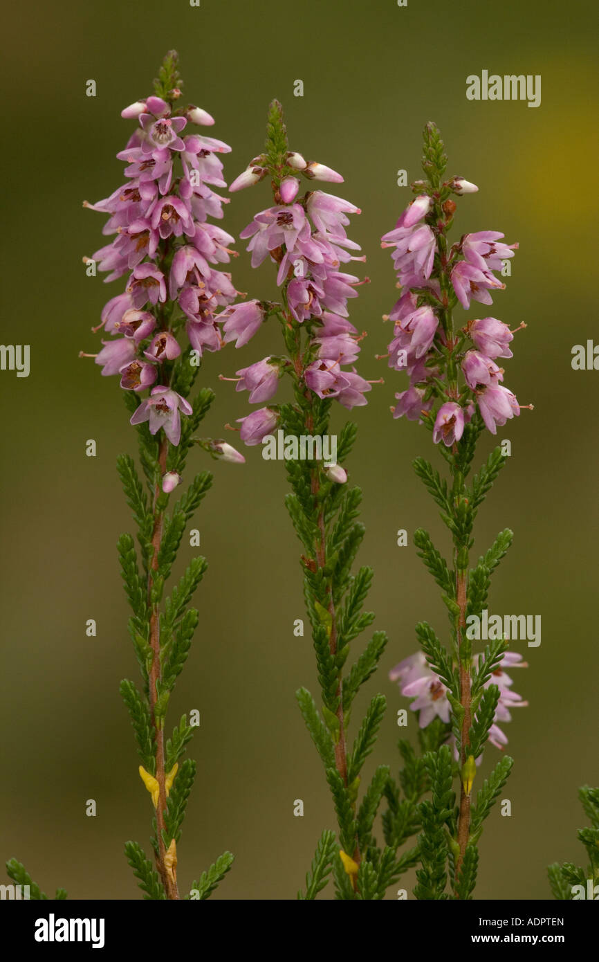 Pink heath flower hi-res stock photography and images - Alamy