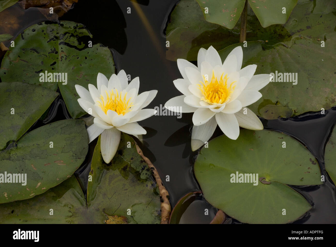 White water lily (Nymphaea alba Stock Photo - Alamy