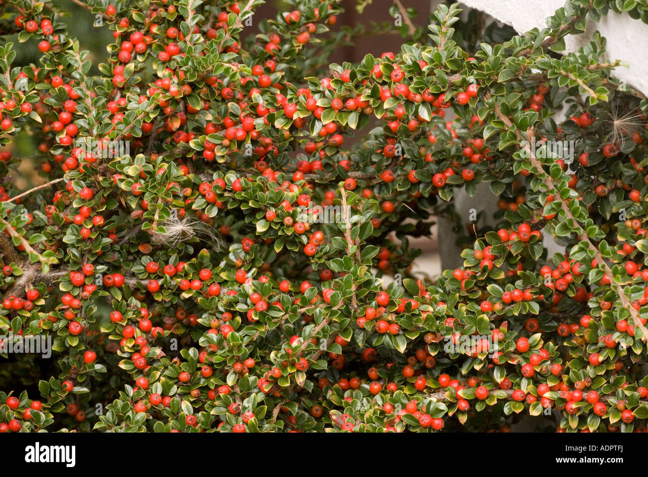 Wall cotoneaster in fruit Cotoneaster horizontalis Stock Photo - Alamy