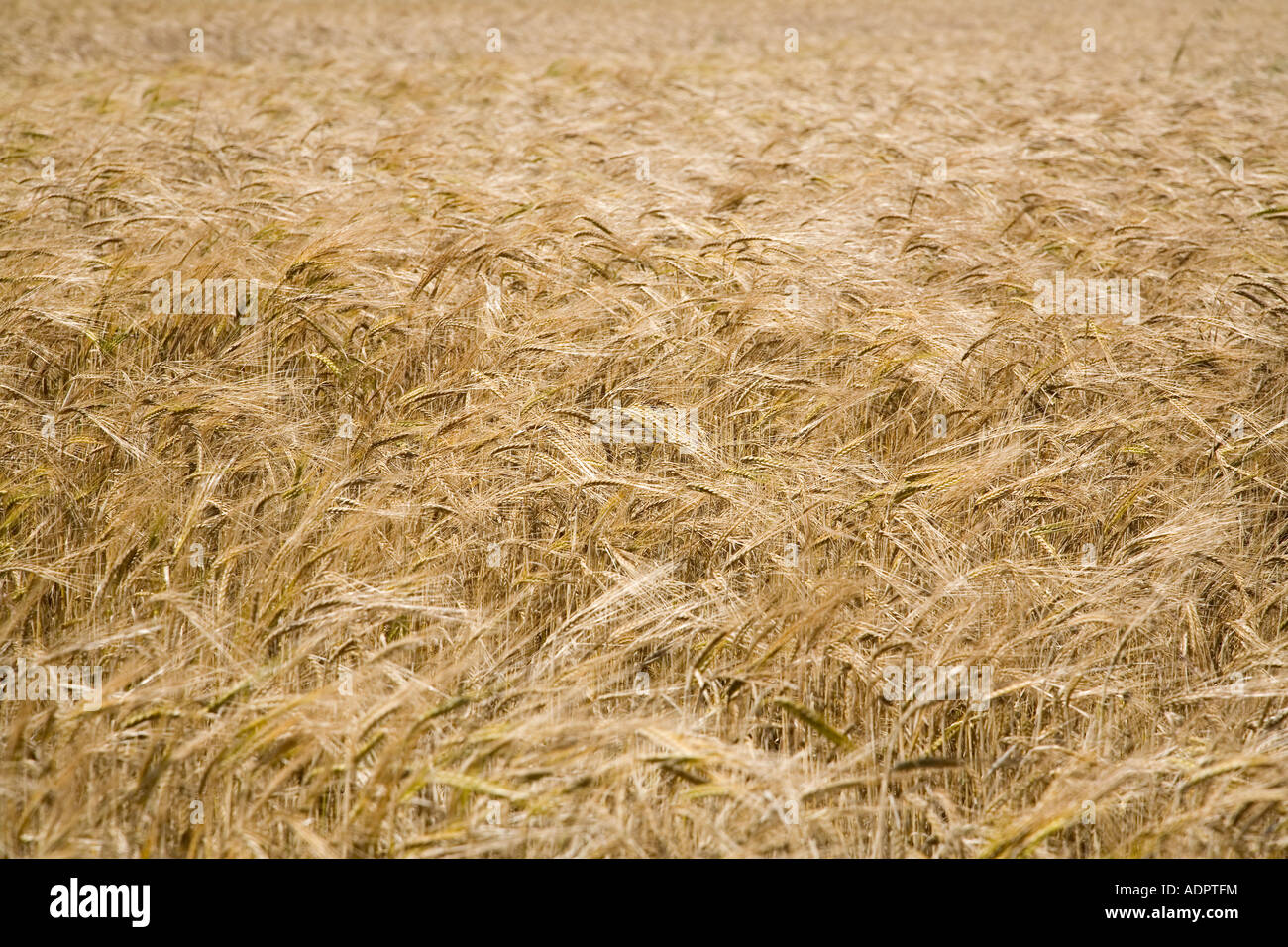 Closeup view of golden ripe barley ready for harvesting Stock Photo - Alamy