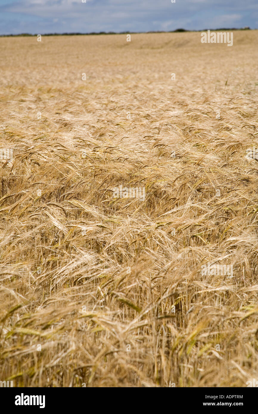 Closeup view of golden ripe barley ready for harvesting Stock Photo - Alamy