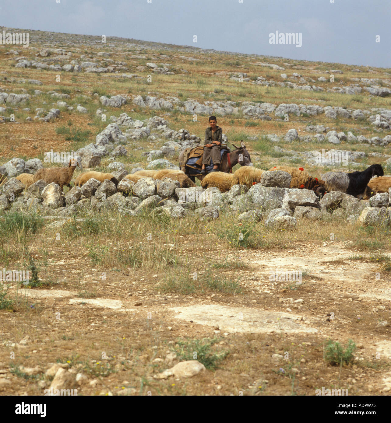 Shepherd syria sheep High Resolution Stock Photography and Images - Alamy