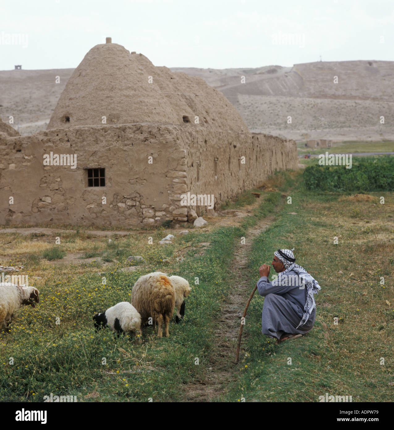Shepherd syria sheep hi-res stock photography and images - Alamy