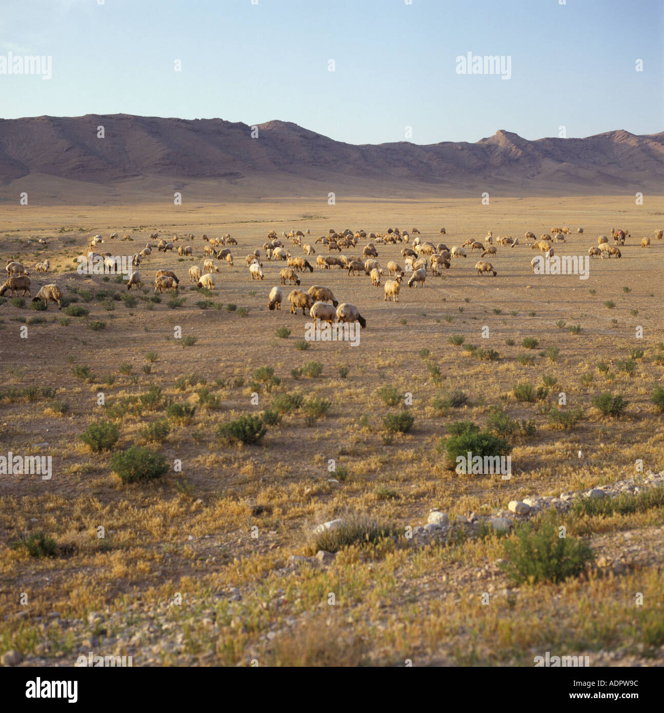 syrian desert animals