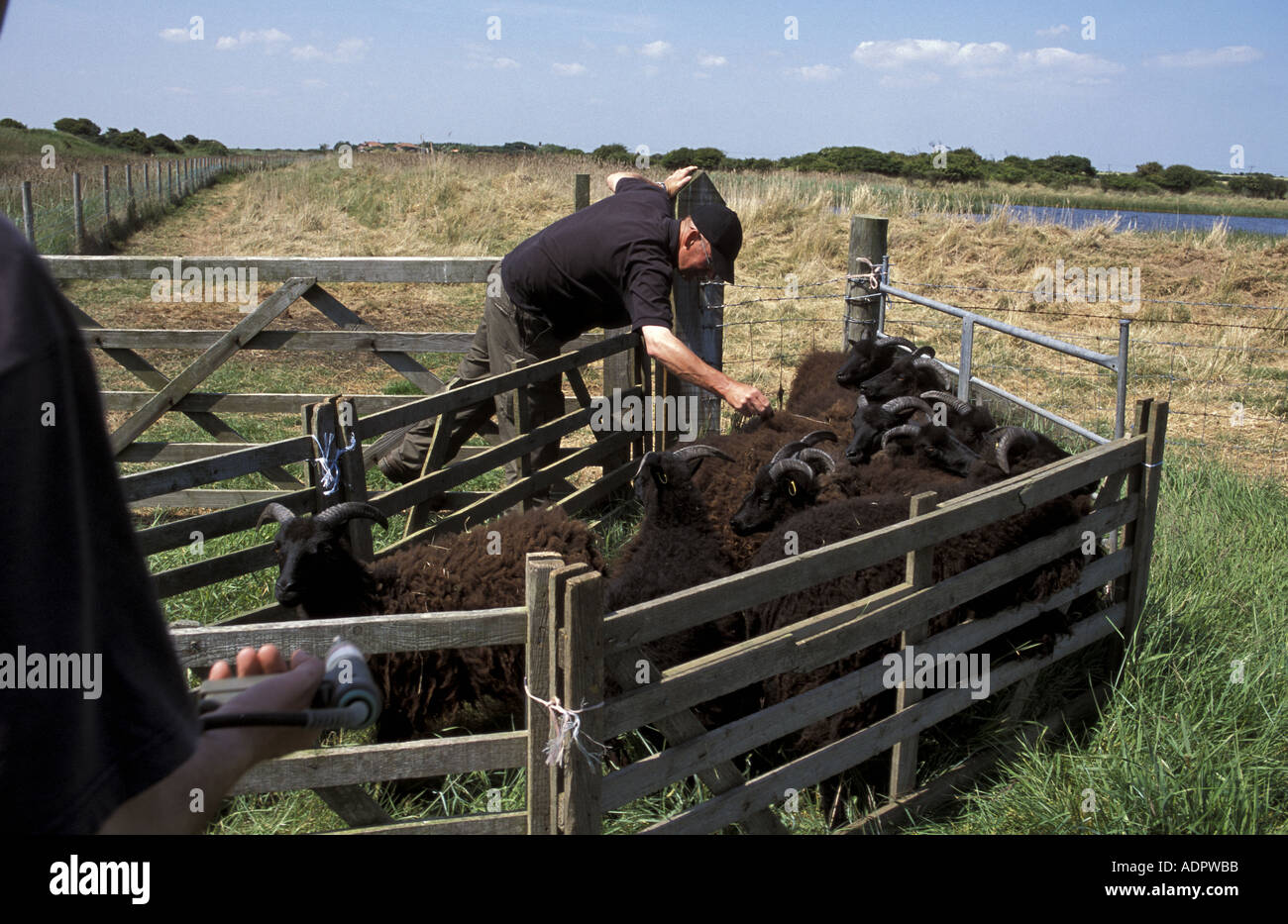 Spraying hebridean sheep with vetrazine to prevent fly strike ...