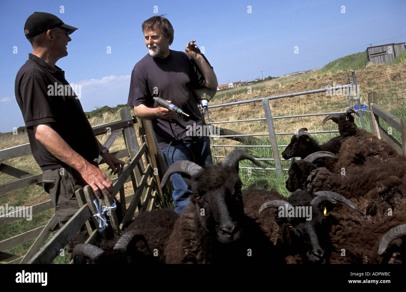 Spraying hebridean sheep with vetrazine to prevent fly strike ...