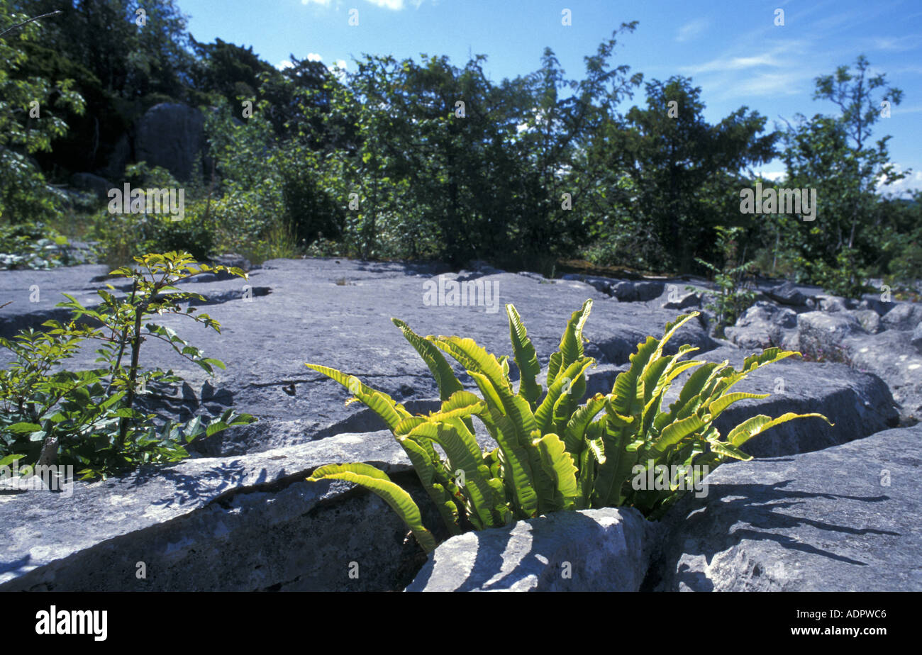 Hartstongue fern on limestone pavement at Gait Barrows National Nature ...
