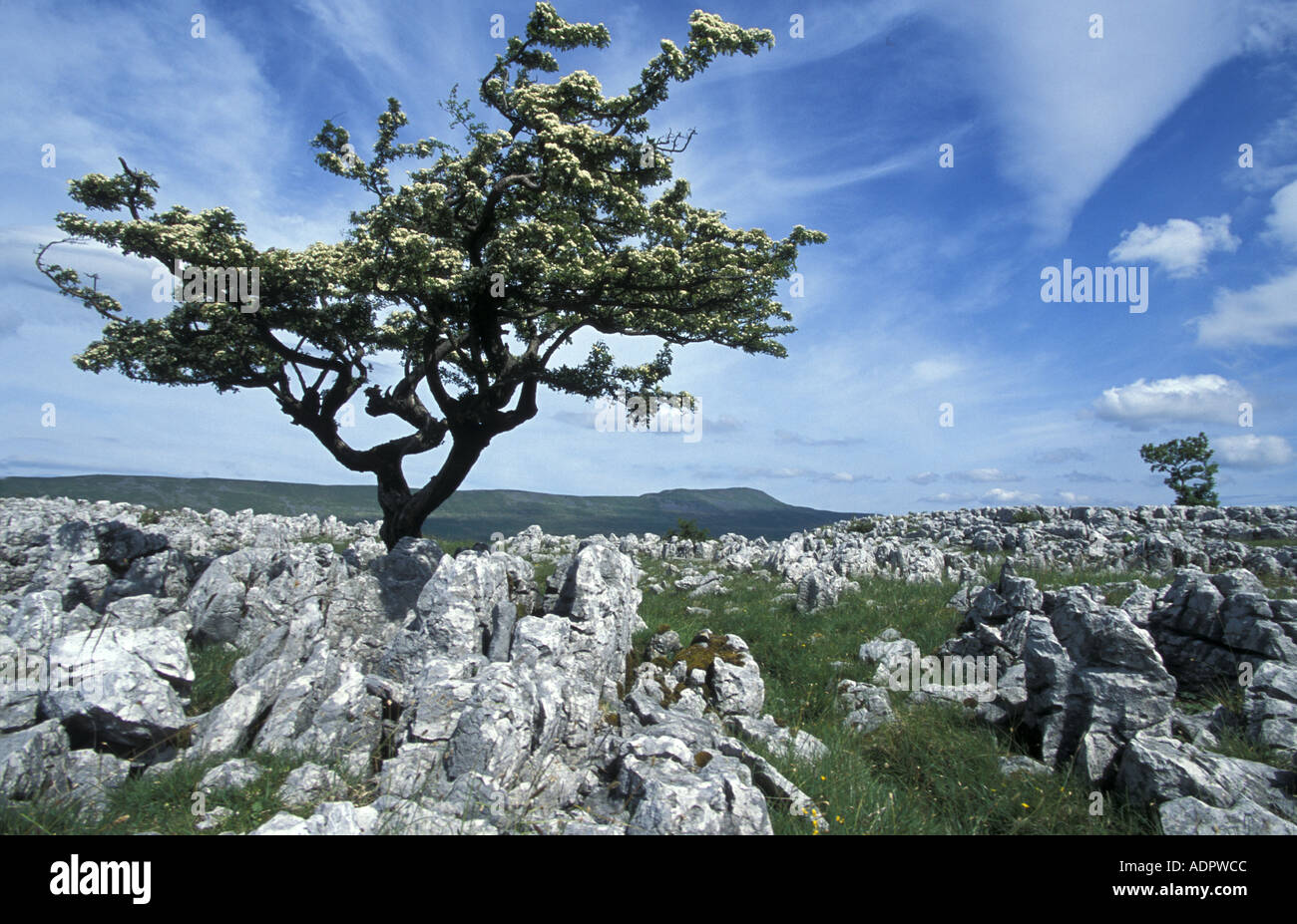 Plants growing in limestone pavement hi-res stock photography and ...