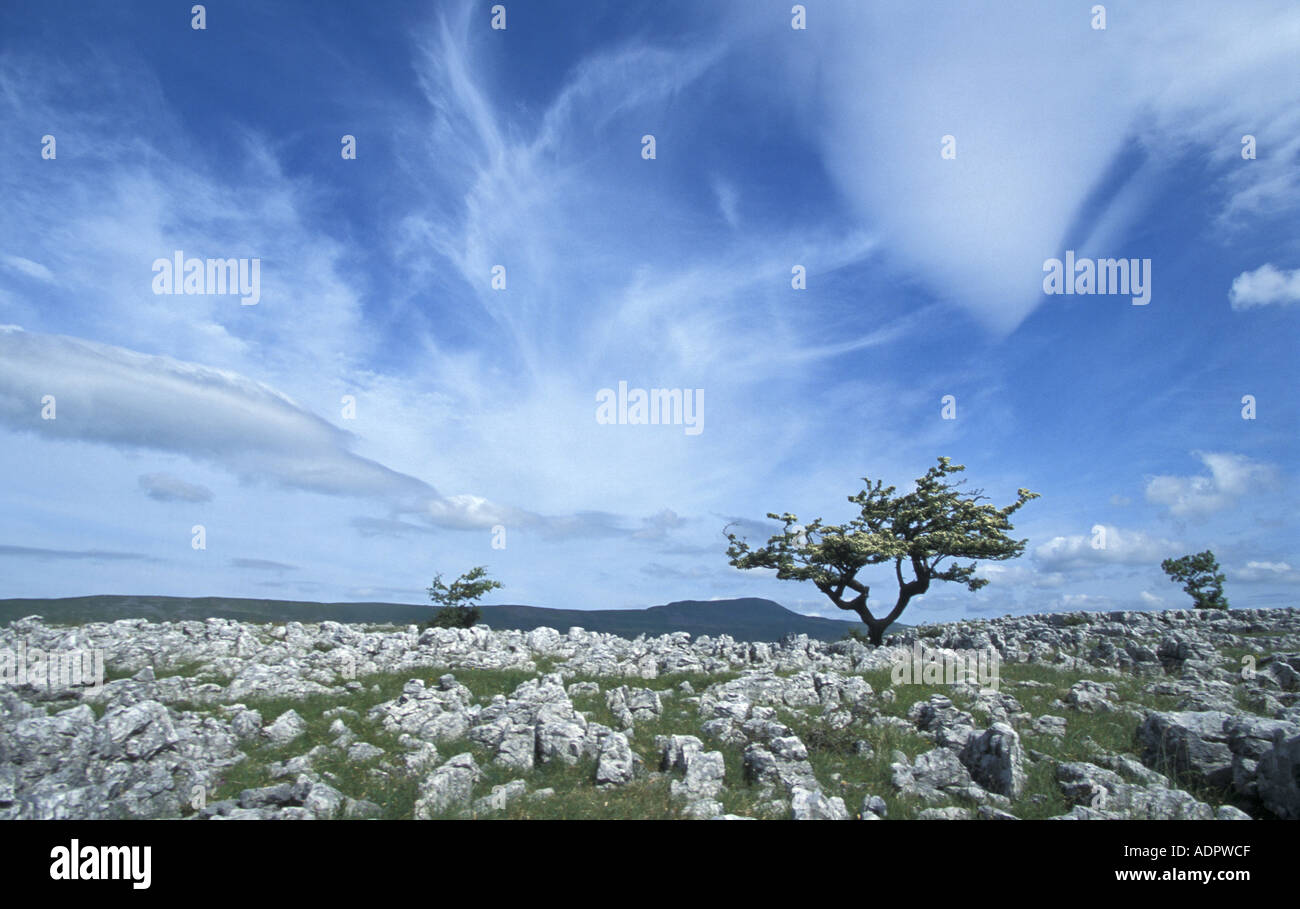 Plants growing in limestone pavement hi-res stock photography and ...