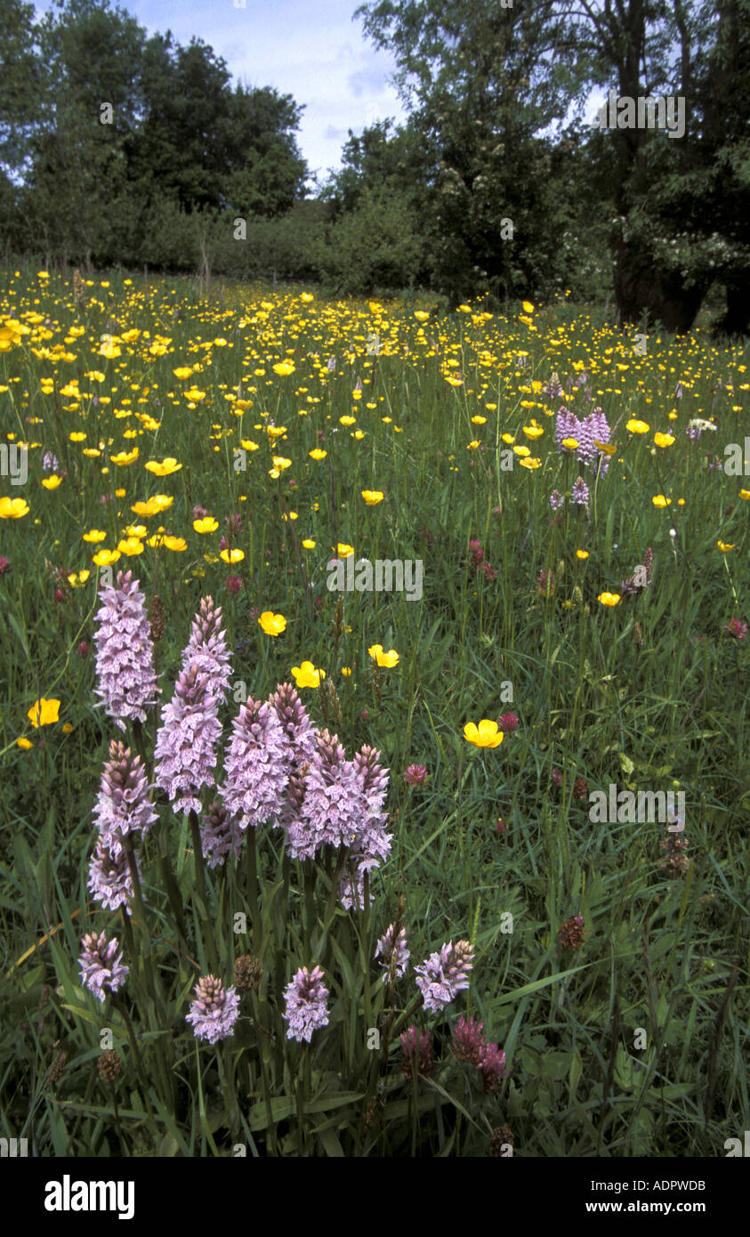 Common spotted orchid in an apple orchard designated a Site of Special ...