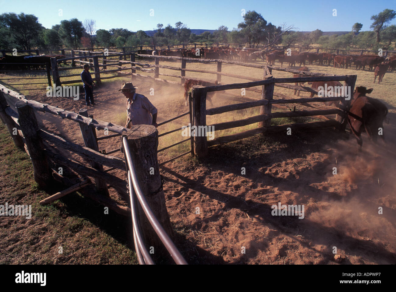 Australia Northern Territory MR Terry Karger supervises cattle drive at ...