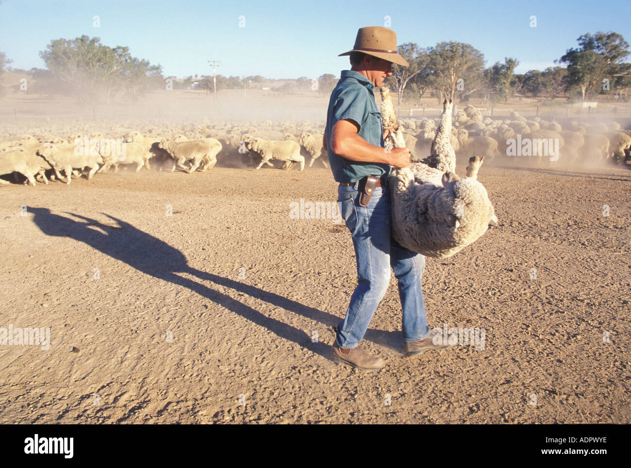 Australia New South Wales MR Ranch hand Steve Boyd wrestles with a ...