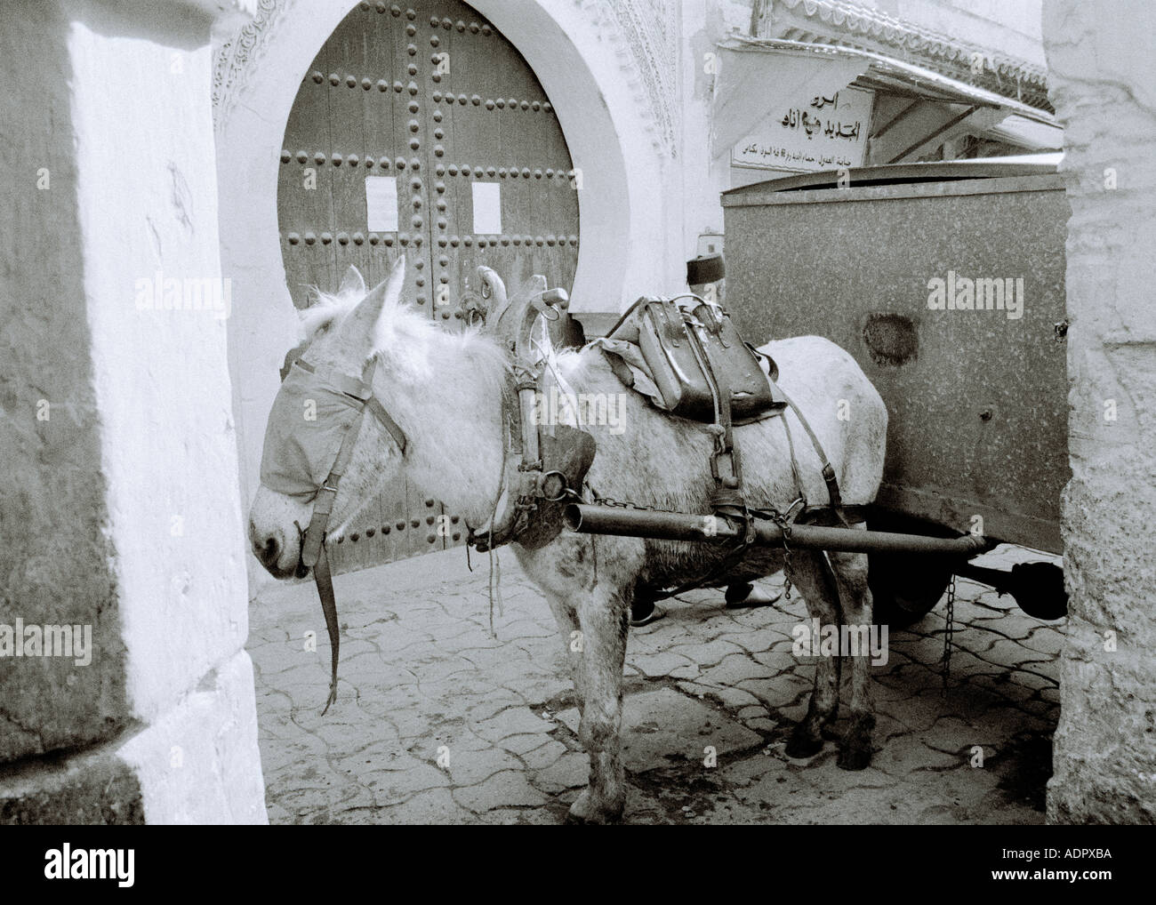 A working horse in the streets of the medina souk of Fez el Bali in ...